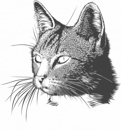 Krafttier Katze - Symbolik und Bedeutung