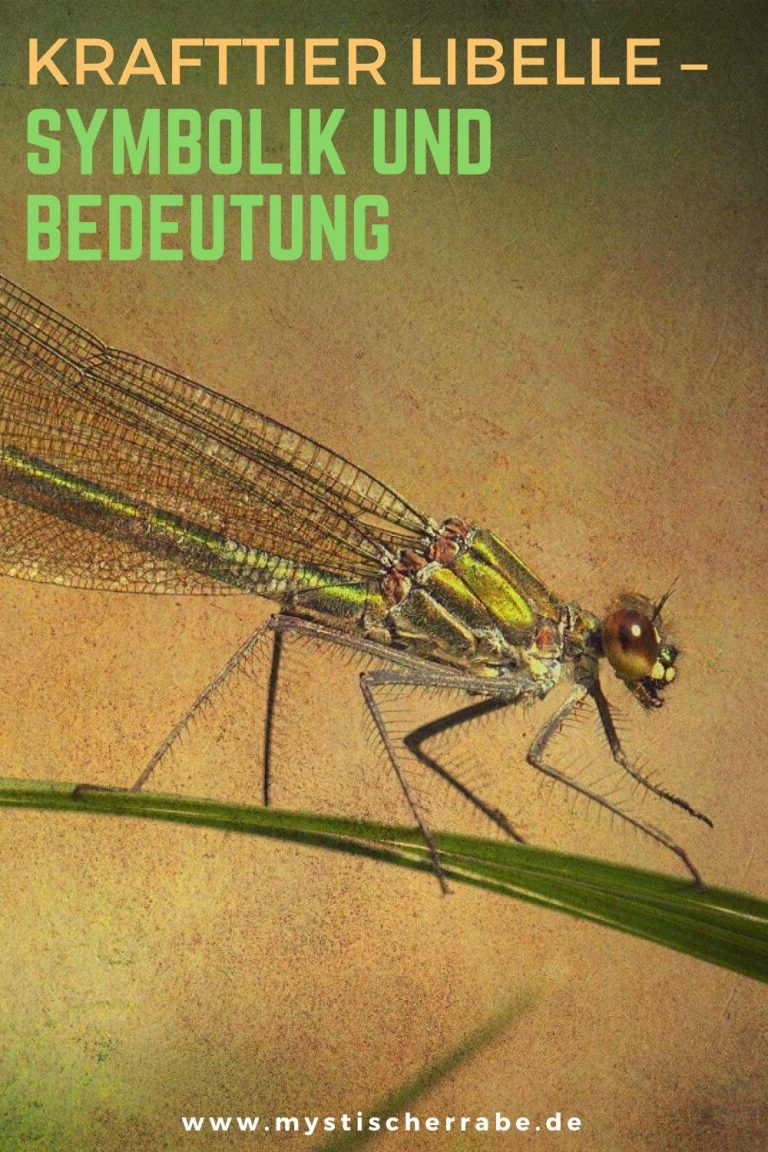 Libelle Bedeutung Krafttier