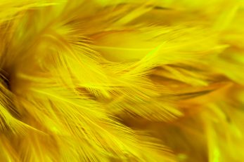 Bedeutung von Federn: Was eine Feder symbolisiert