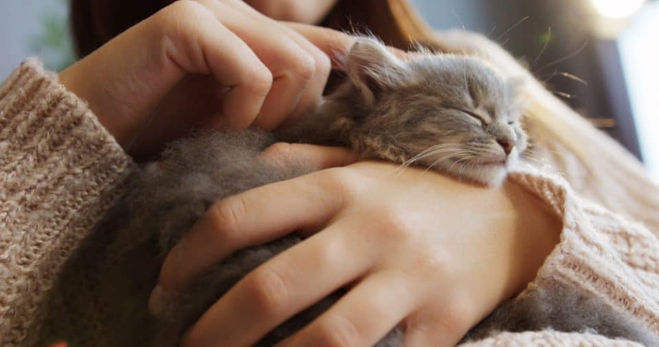 Drei Zeichen, dass deine Katze heimlich über dich wacht