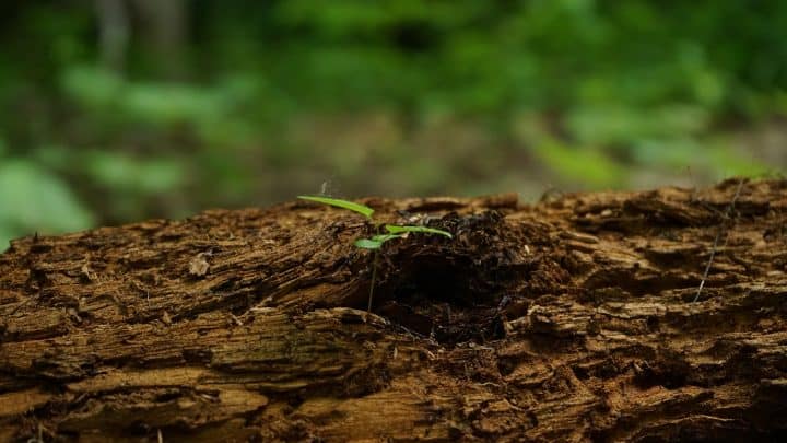 Das Element Erde: Symbolik und Bedeutung