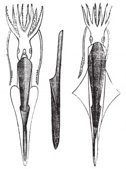 Donnerkeile: Die Blitzspitzen des Donnergottes