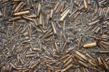 Donnerkeile: Die Blitzspitzen des Donnergottes