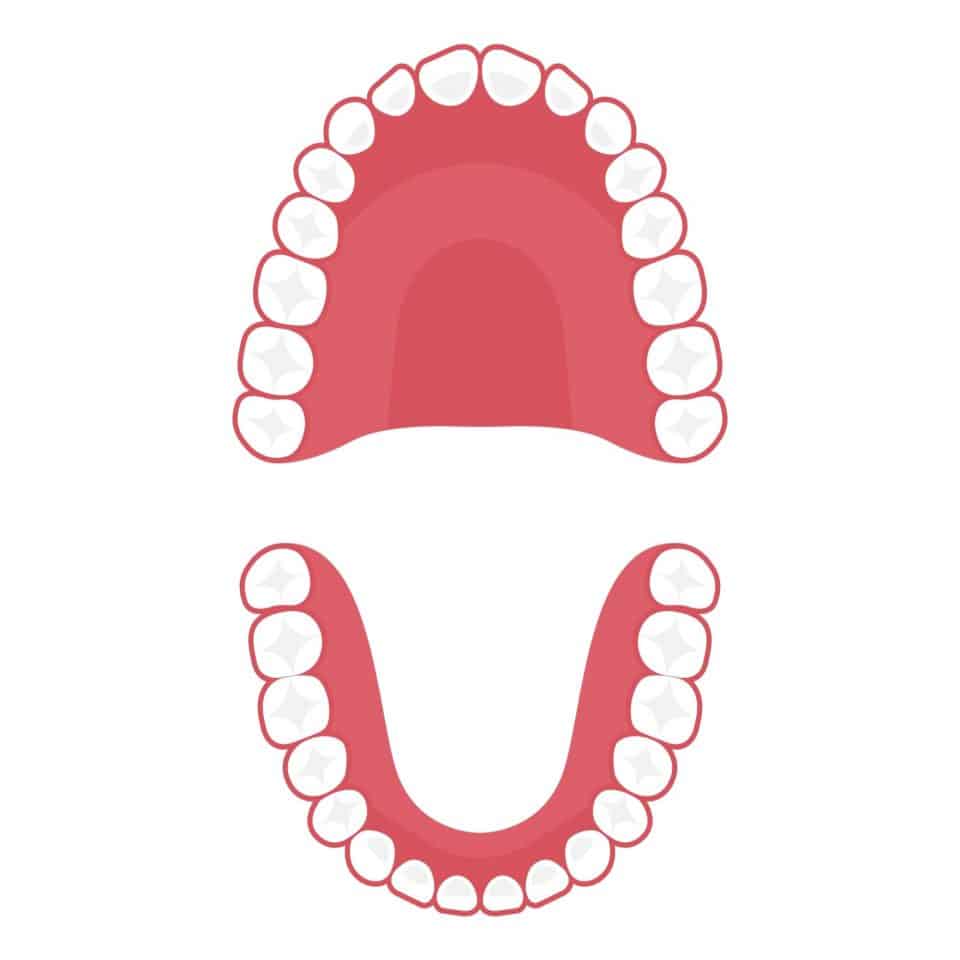 Die Zähne und ihre seelische Bedeutung