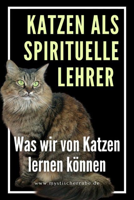 Katzen als spirituelle Lehrer - Was wir von Katzen lernen können