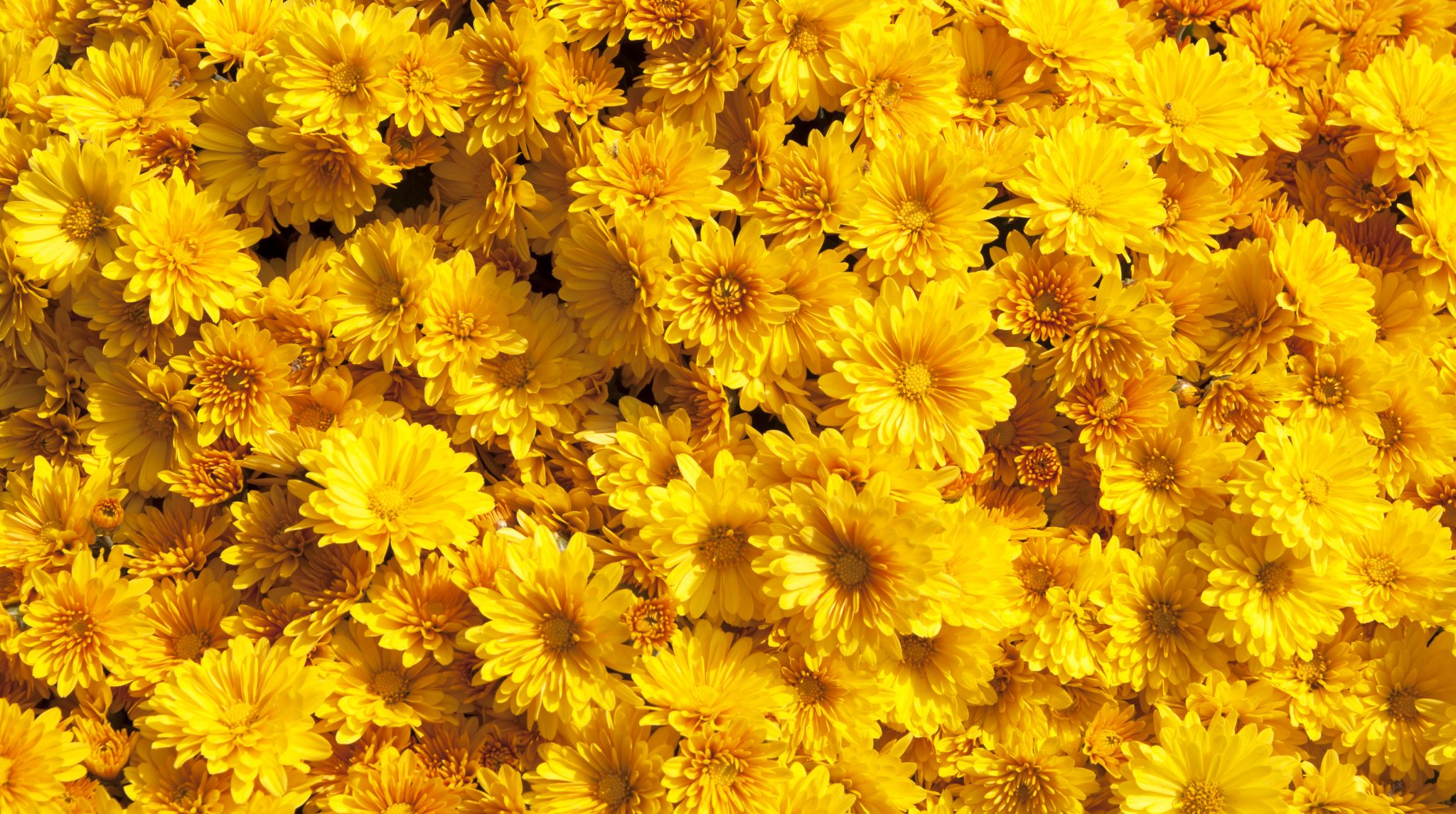 Die Farbe Gelb: Spirituelle Bedeutung und Symbolik