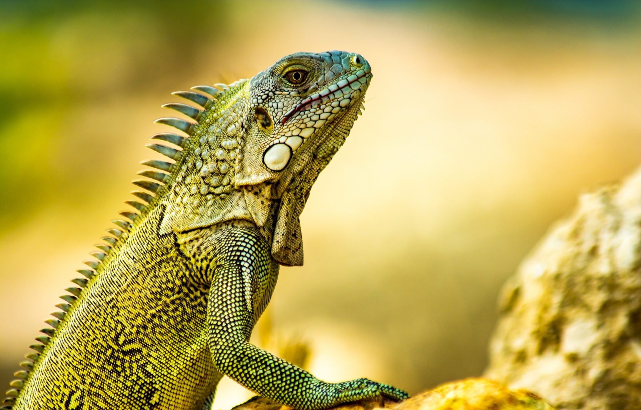 9 Die spirituelle Bedeutung des Leguans: Symbolik und Zeichen