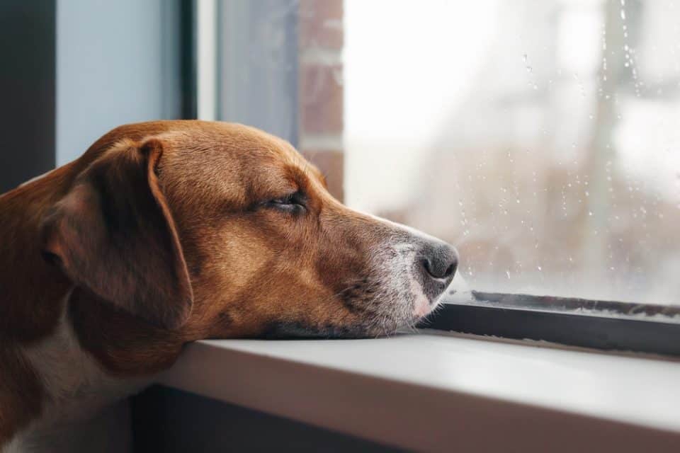 Hunde Bei Depressionen