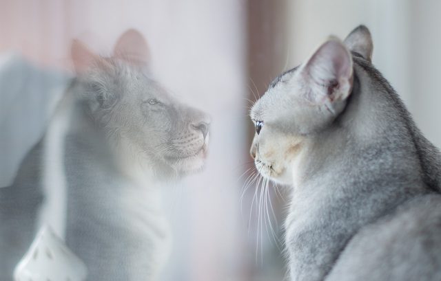 Katzen als spirituelle Lehrer - Was wir von Katzen lernen können
